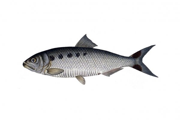 WWF: Wielki spadek populacji ryb | PortalMorski.pl