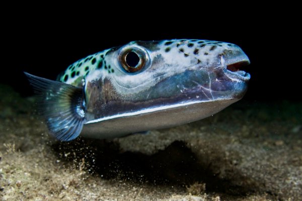 Chorwacja: W okolicy Rovinja złowiono najbardziej trującą rybę świata ...